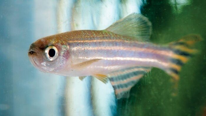 Transgenic zebrafish found in streams in the Paraíba do Sul basin ...