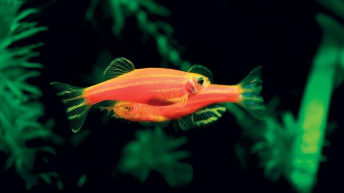 Peces cebra transgénicos en los arroyos : Revista Pesquisa Fapesp