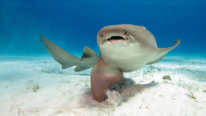 Chubby sharks in Miami : Revista Pesquisa Fapesp