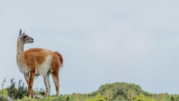 Fossil from Bahia classified as new species of camelid : Revista ...