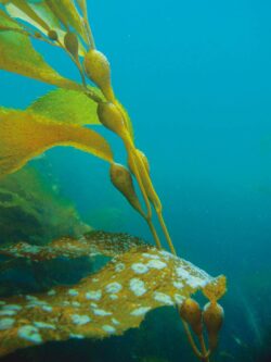 A refuge for giant algae : Revista Pesquisa Fapesp