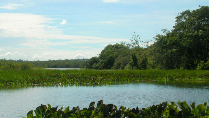 Lagos da Amazônia são mais eficazes do que a floresta na captura de ...