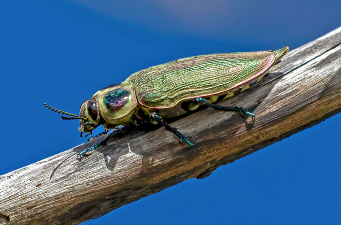 Insetos terrestres em declínio : Revista Pesquisa Fapesp