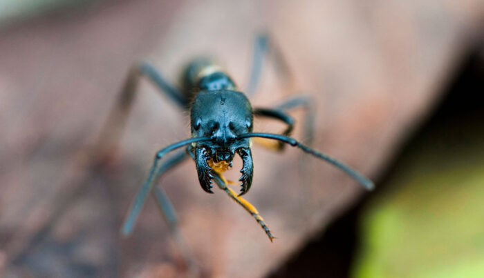 Insetos terrestres em declínio : Revista Pesquisa Fapesp