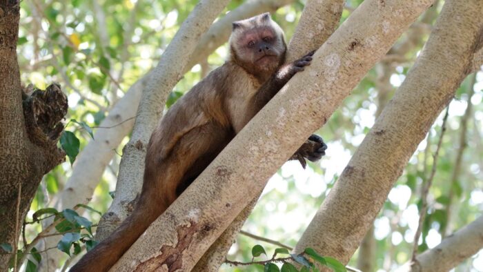 Indigenous lands are home to 71% of the 521 known primate species ...