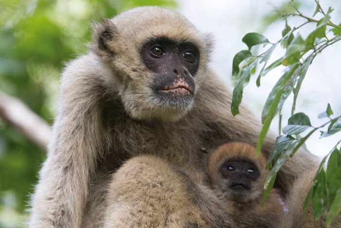 Indigenous lands are home to 71% of the 521 known primate species ...
