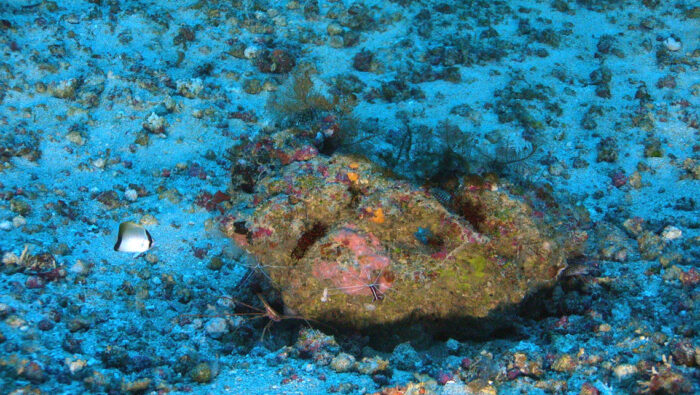 Os intrigantes recifes da foz do Amazonas - eCycle