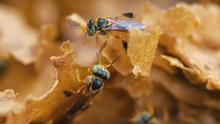 Terrestrial insects in decline : Revista Pesquisa Fapesp