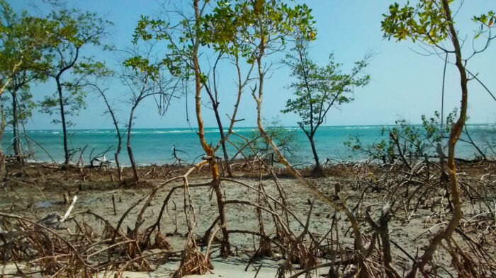La contaminación, la pérdida de biodiversidad, las especies invasoras y los impactos del cambio ...