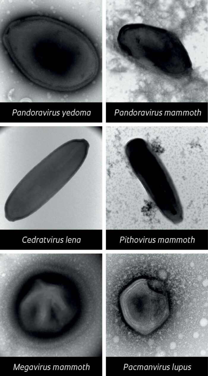 Virus gigantes emergen del suelo derretido : Revista Pesquisa Fapesp