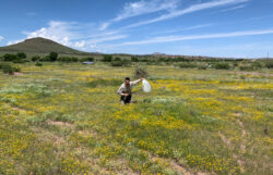 A longa história das abelhas : Revista Pesquisa Fapesp