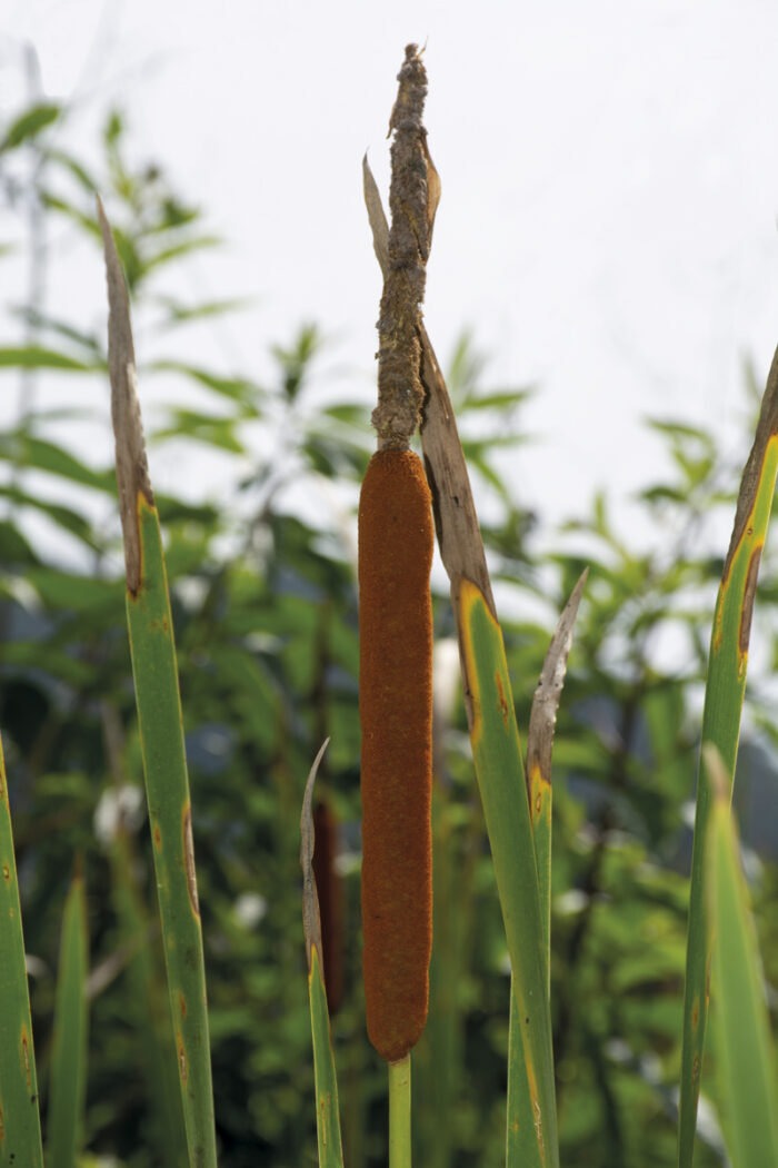 Comunidades quilombolas revelam uso de plantas : Revista Pesquisa Fapesp