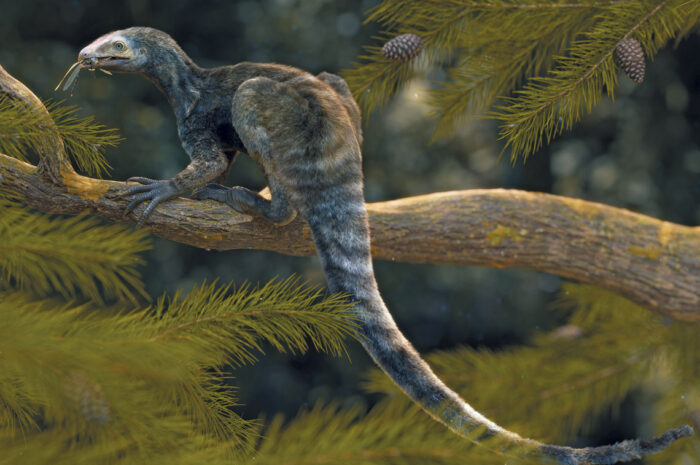 Pterosaur ancestor had a beak : Revista Pesquisa Fapesp