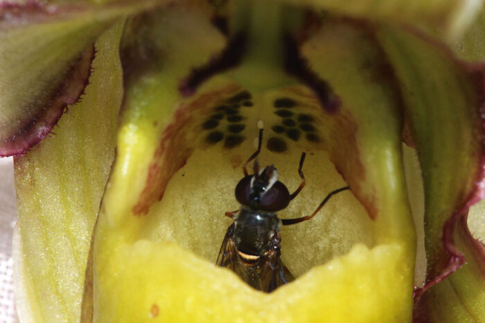Orchid uses trick to trap pollinators : Revista Pesquisa Fapesp