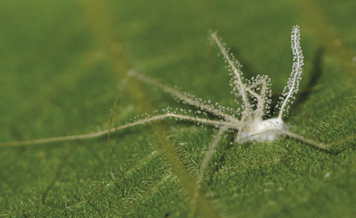 Parasites that turn spiders into zombies : Revista Pesquisa Fapesp