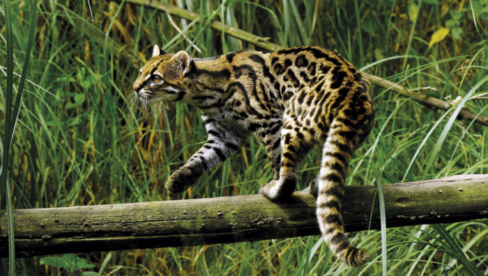 Wildcats from the Andes and Central America differ to those found in ...