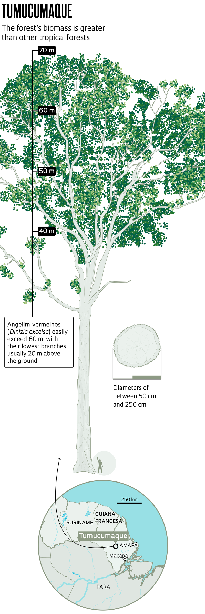 The mysteries of giant Amazonian trees : Revista Pesquisa Fapesp