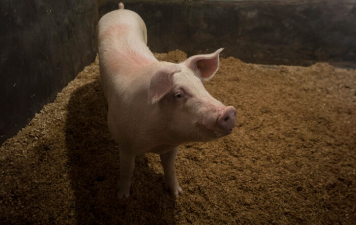 A team from USP is attempting to create genetically modified pigs to ...
