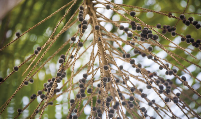 Life below the forest canopy : Revista Pesquisa Fapesp